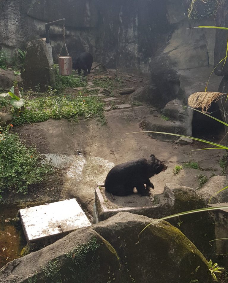 Taipei Zoo - Guide and Tips to Make the Most of Your Visit - Taipei ...