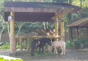 Taipei Zoo - Guide and Tips to Make the Most of Your Visit - Taipei ...