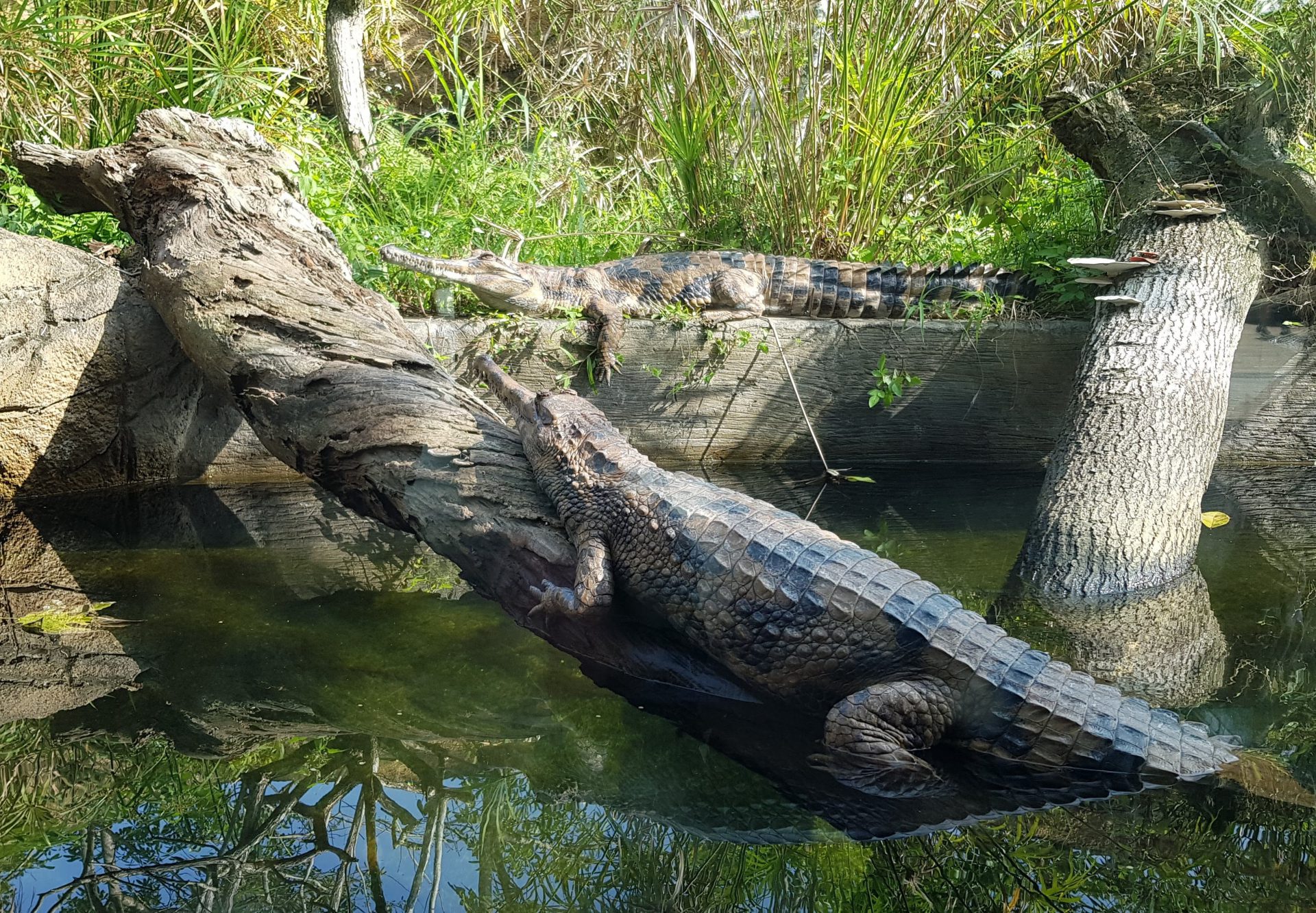 Taipei Zoo - Guide and Tips to Make the Most of Your Visit - Taipei ...